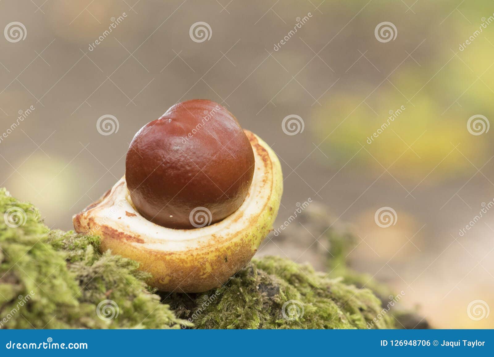 A Conker in Its Case on Southampton Common Stock Photo - Image of small ...