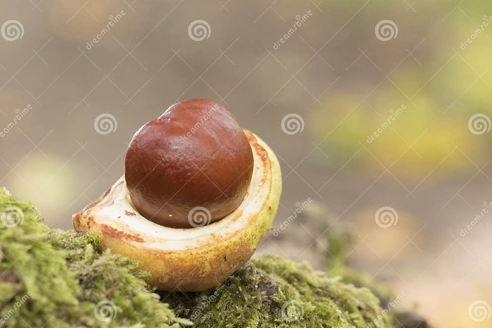 A Conker in Its Case on Southampton Common Stock Photo - Image of small ...