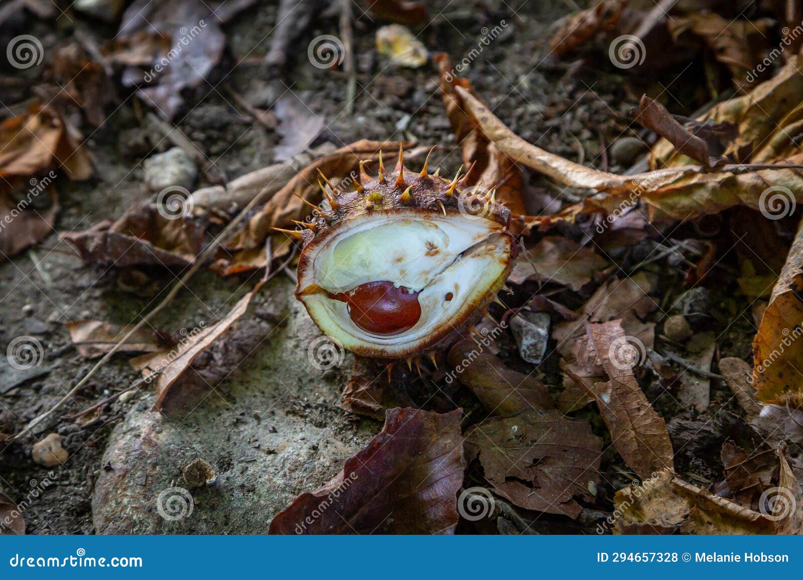 A Conker in a Split Spikey Case on the Floor in Autumn Stock Photo ...
