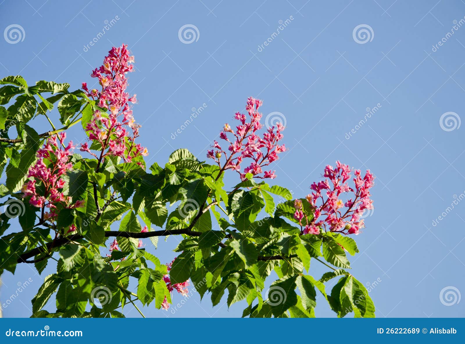 Conker Tree Blossoms and Sky Stock Image - Image of nature, vegetation ...