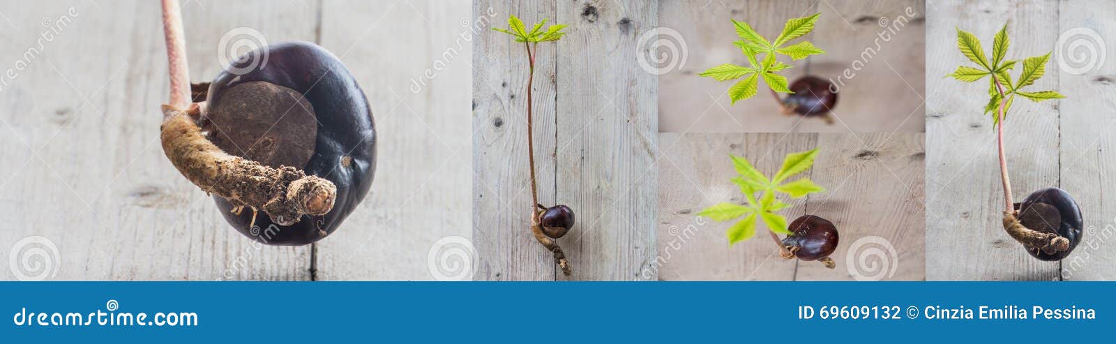 Conker tree germination stock photo. Image of plant, wood - 69609132