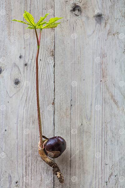Conker tree germination stock image. Image of plant, horse - 69609219