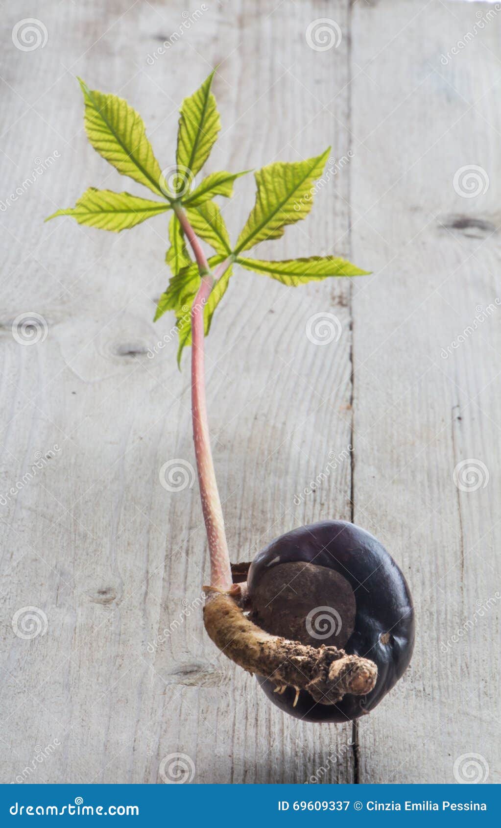 Conker tree germination stock image. Image of plant, growing - 69609337