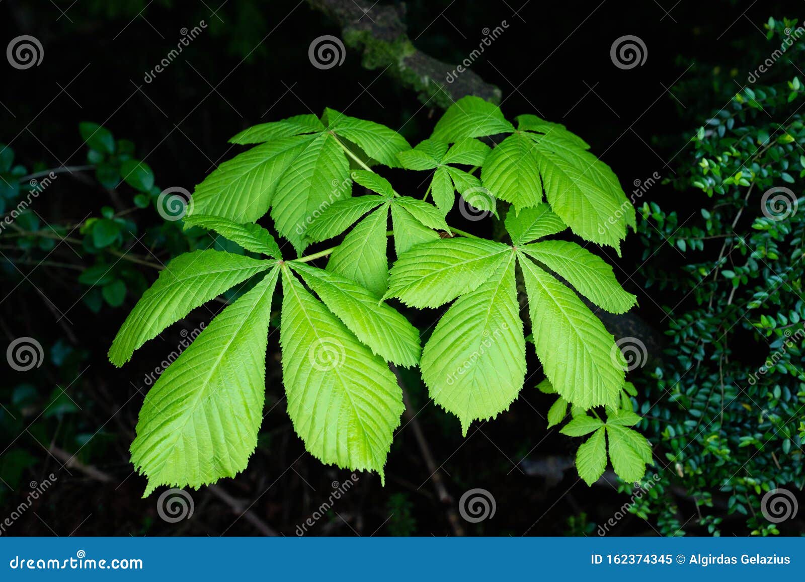 Conker Tree Leaves in Spring on a Dark Background Stock Image - Image ...