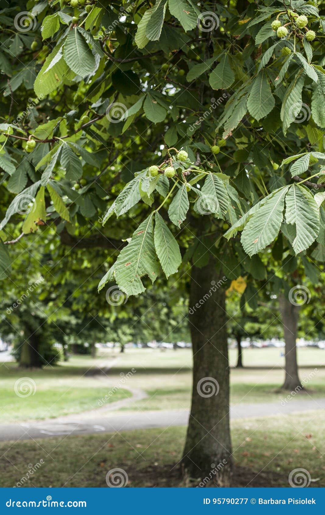A conker tree in a park. stock image. Image of closeup - 95790277