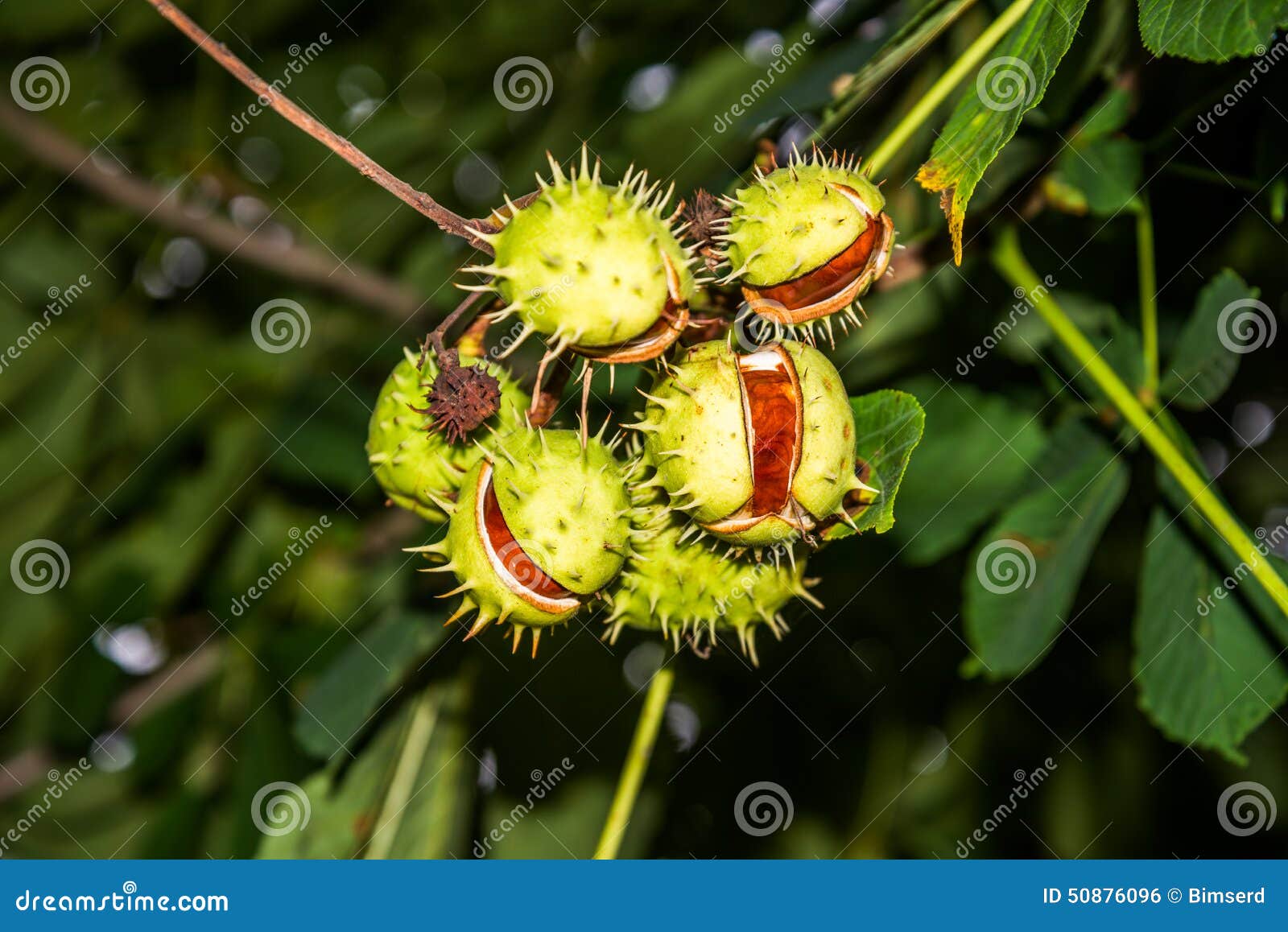 Conker tree seeds. stock photo. Image of outdoor, botanical - 50876096