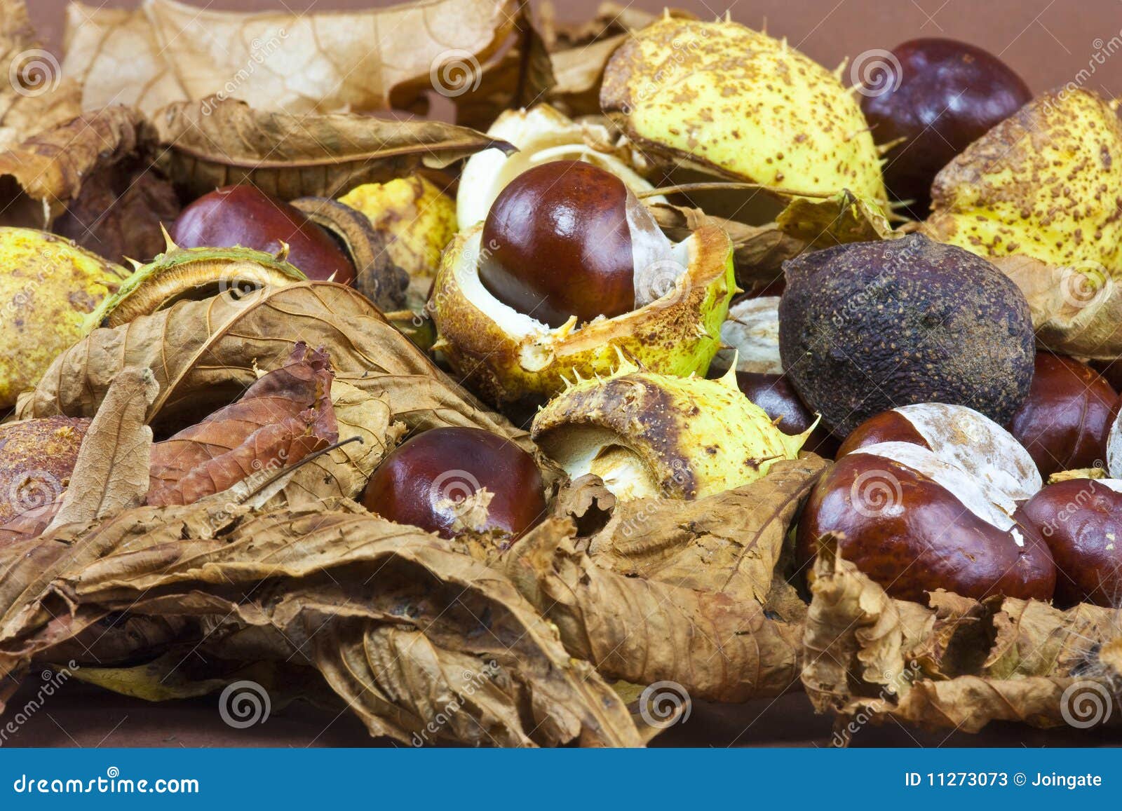 Conkers stock image. Image of white, brown, tree, theme - 11273073