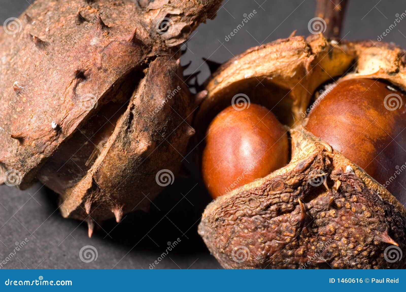 Conkers stock photo. Image of golden, coat, flora, botanic - 1460616