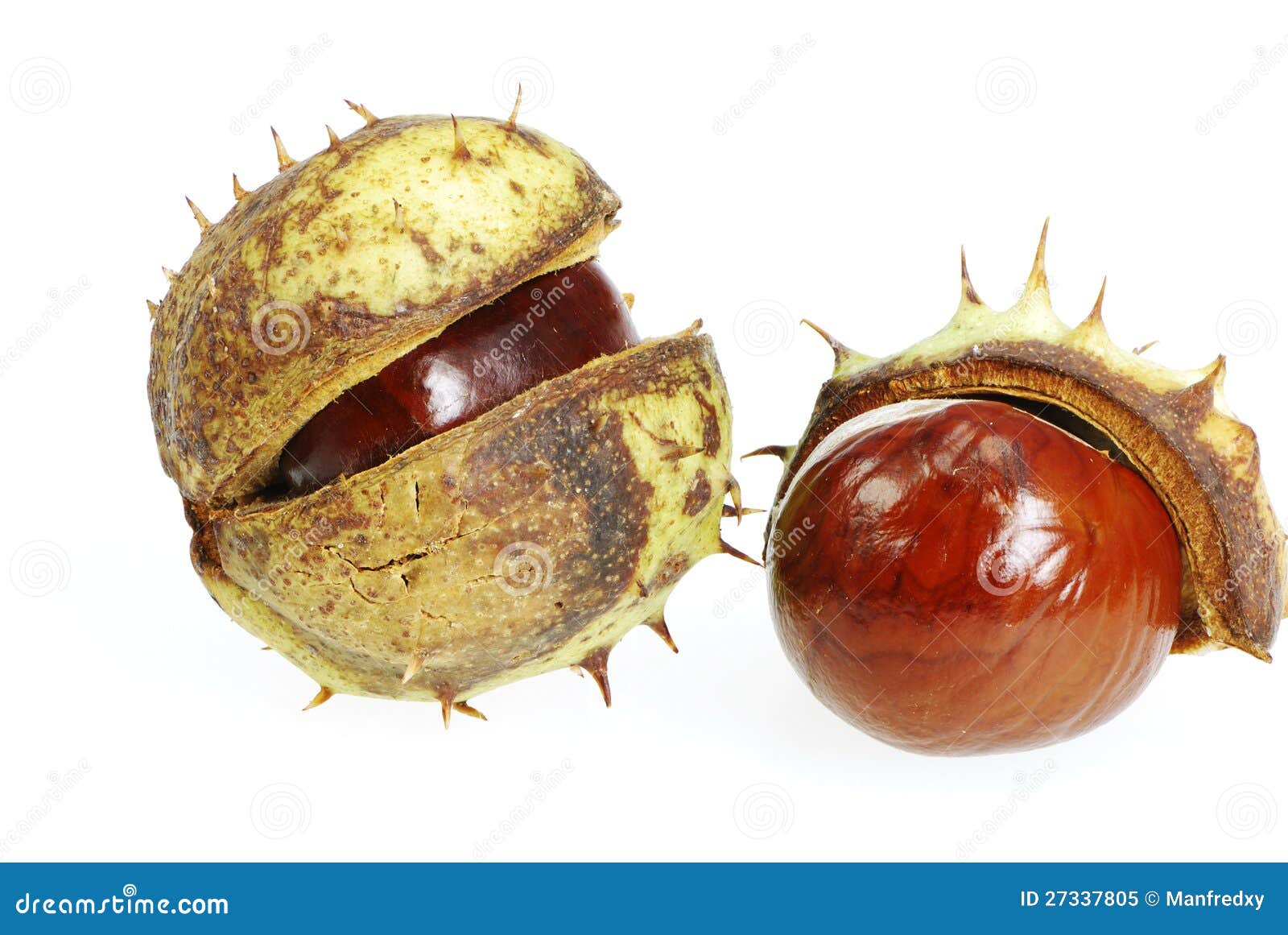 Conkers stock image. Image of decoration, thorn, conkers - 27337805