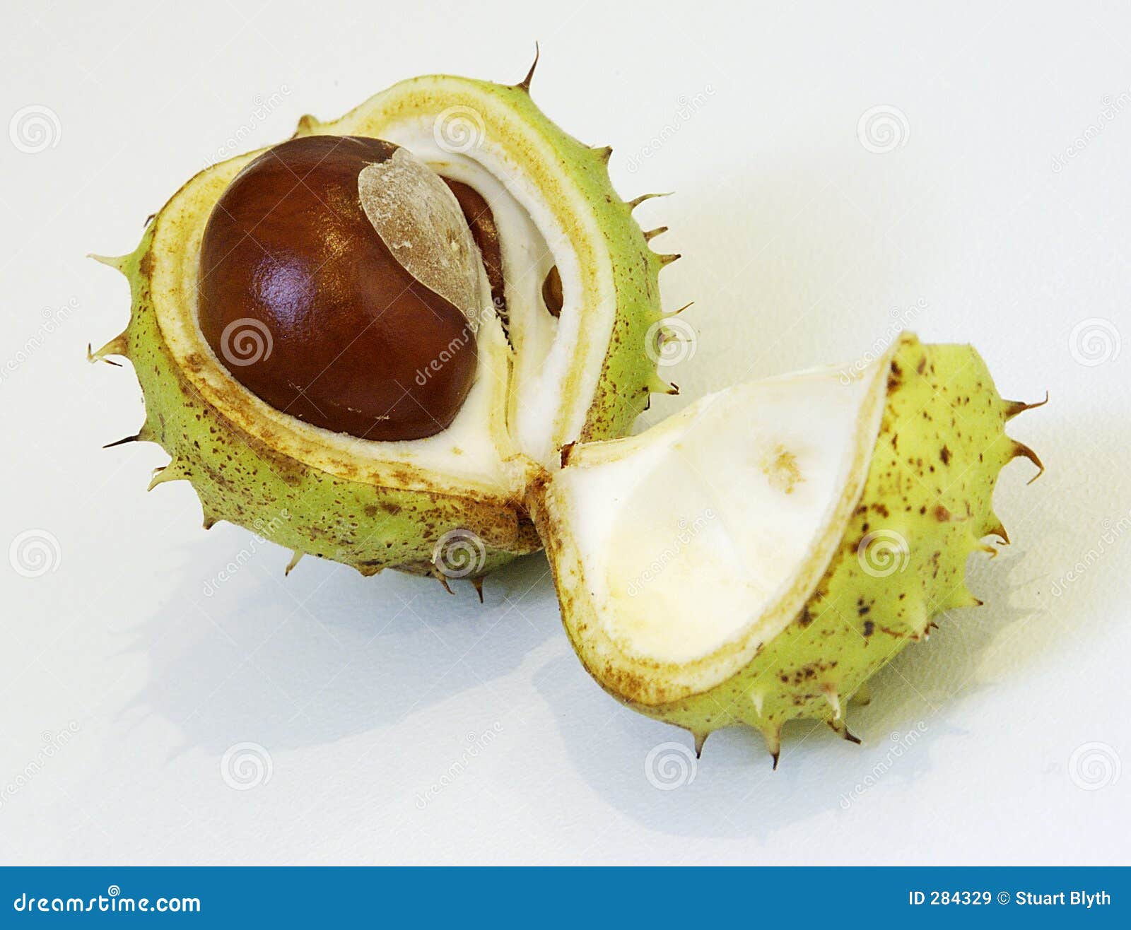Conkers stock image. Image of chestnut, shell, spikey, roast - 284329