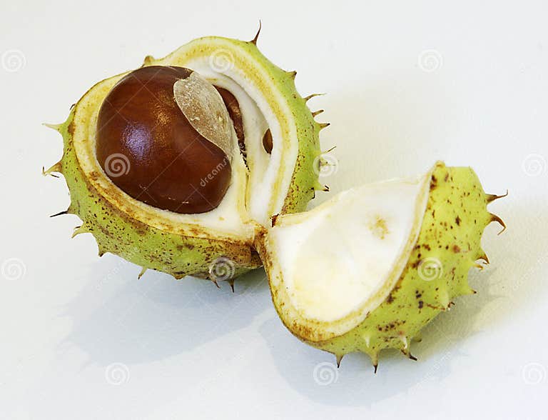 Conkers stock image. Image of chestnut, shell, spikey, roast - 284329