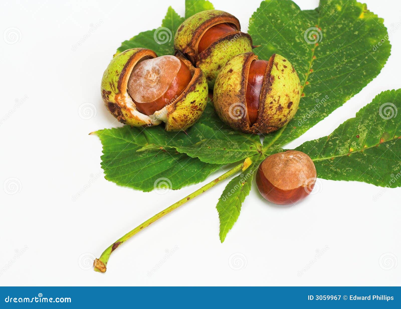 Conkers stock image. Image of closeup, hippocastanum, close - 3059967