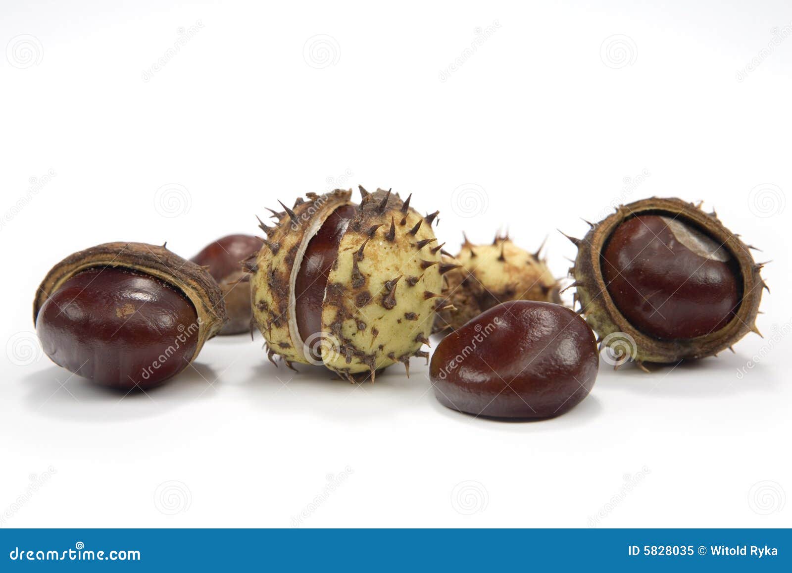 Conkers stock image. Image of october, september, shell - 5828035