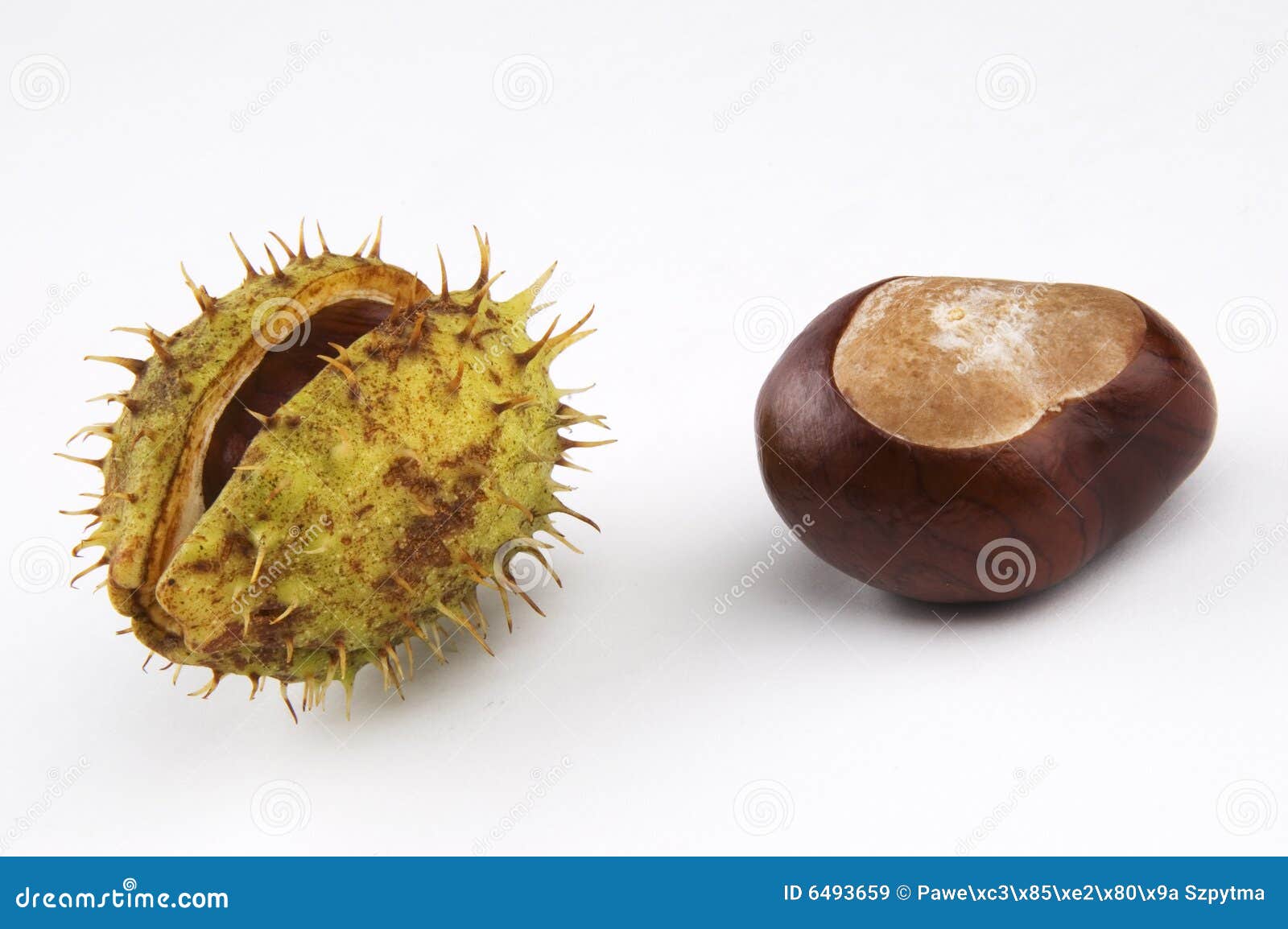 Conkers stock image. Image of coat, colour, brown, fruit - 6493659