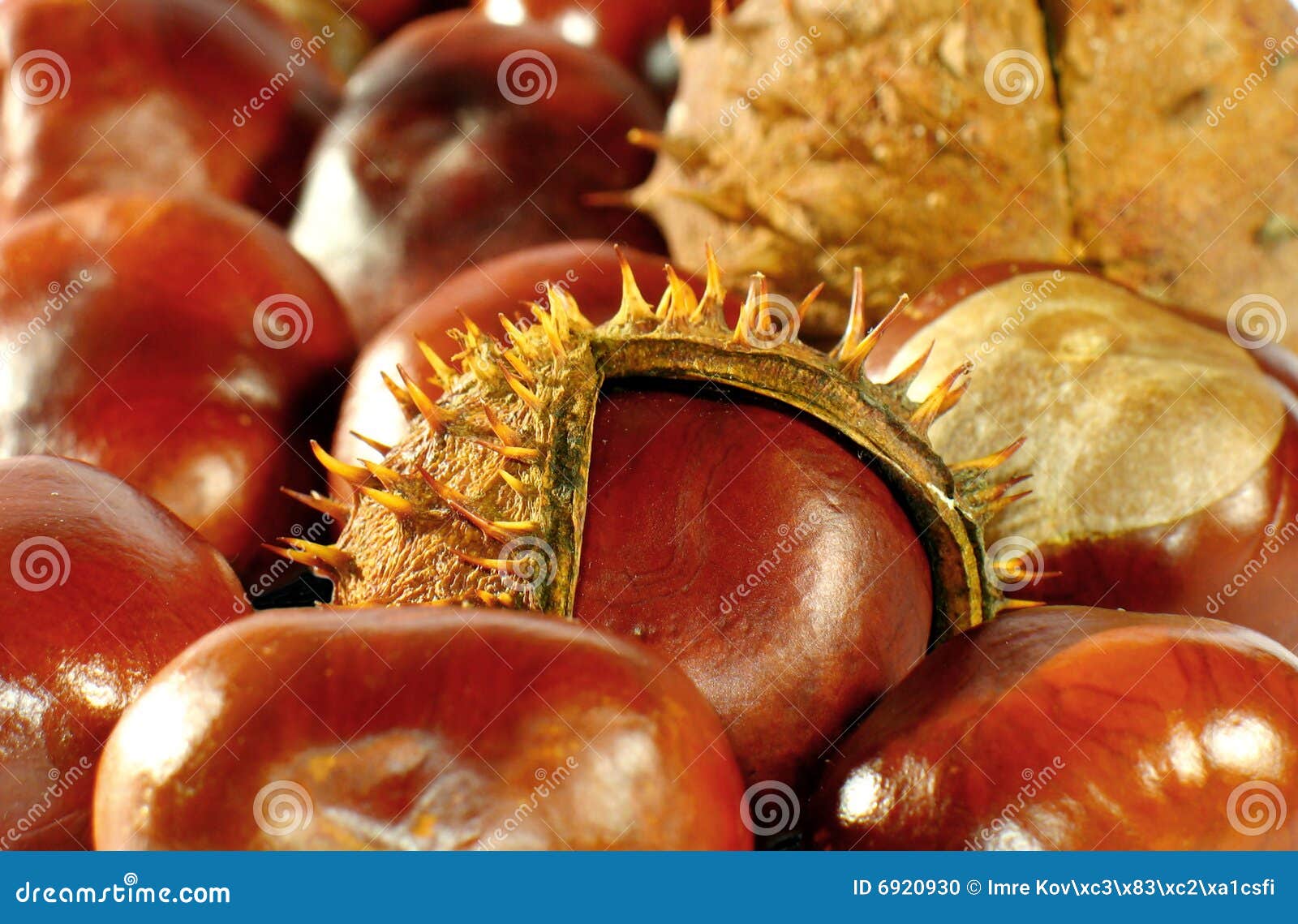 Conkers stock photo. Image of seasons, conkers, seasonal - 6920930