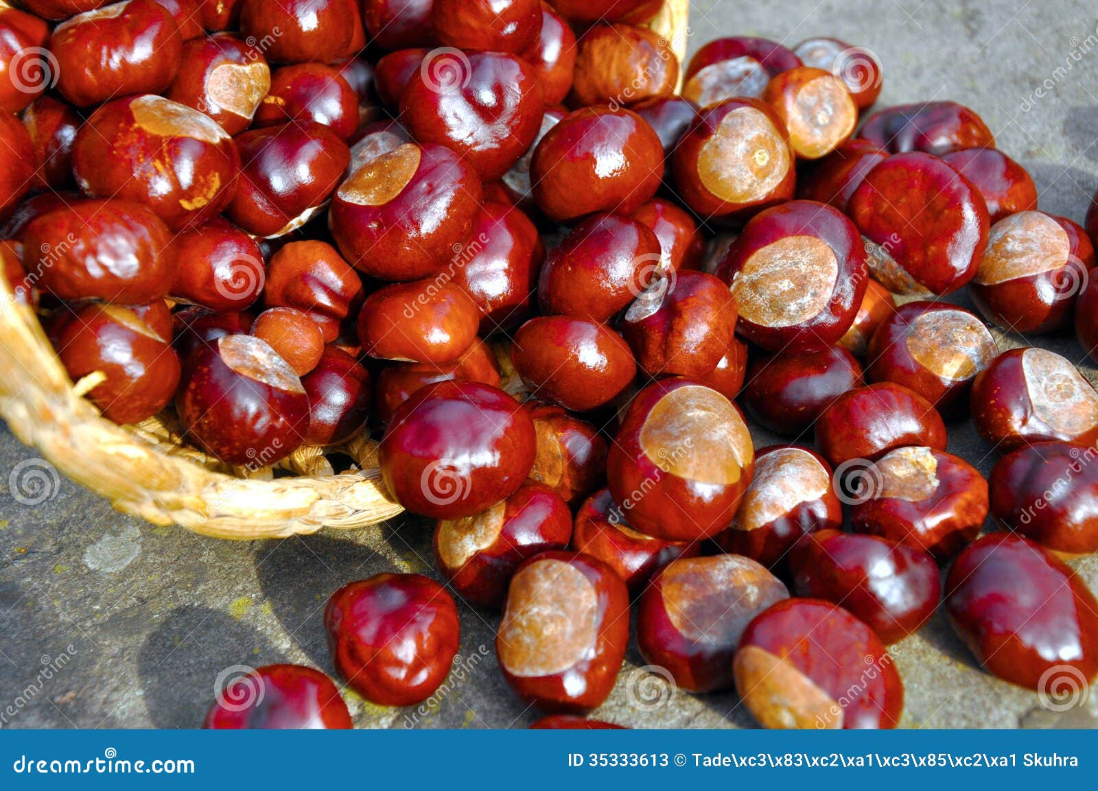 Conkers stock image. Image of plant, flora, food, botanic - 35333613