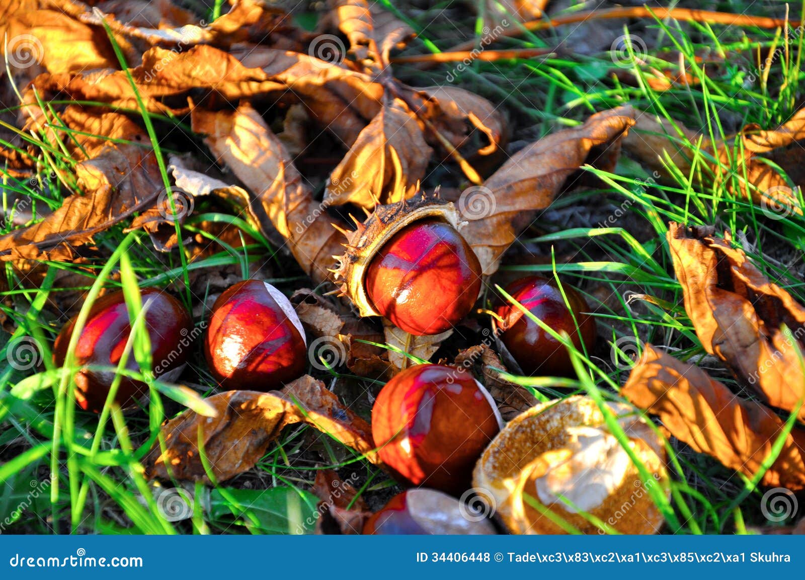 Conkers stock photo. Image of autumn, conker, spiky, leaf - 34406448