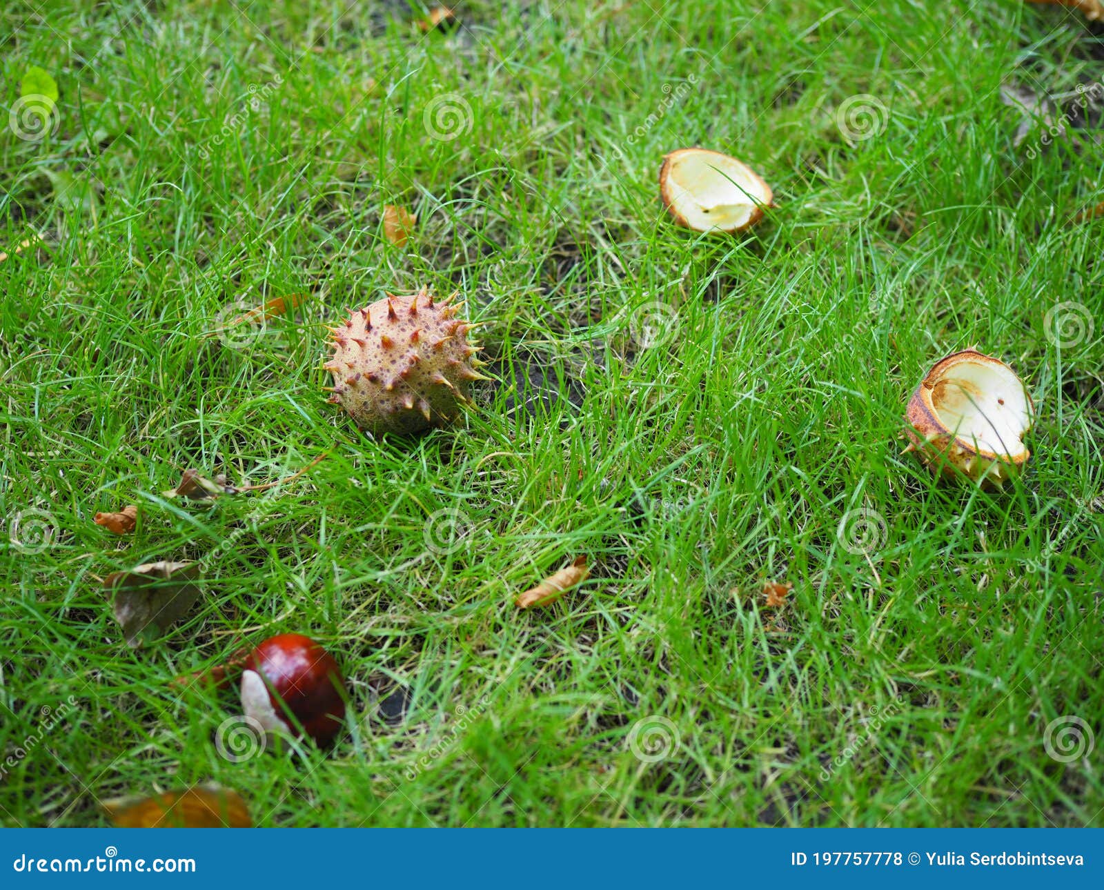 Conkers Fallen from a Tree in Autumn. Conker in Shell is in Focus in ...