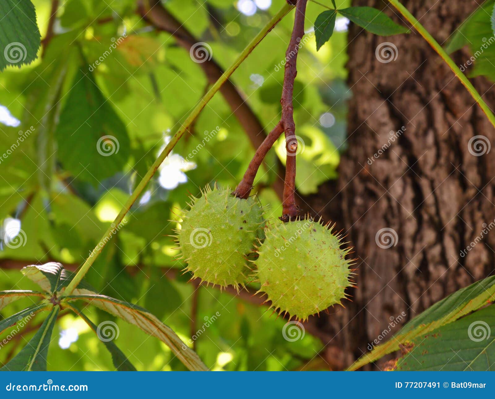 Conkers on Horse-chestnut Tree - Aesculus Hippocastanum Stock Image ...