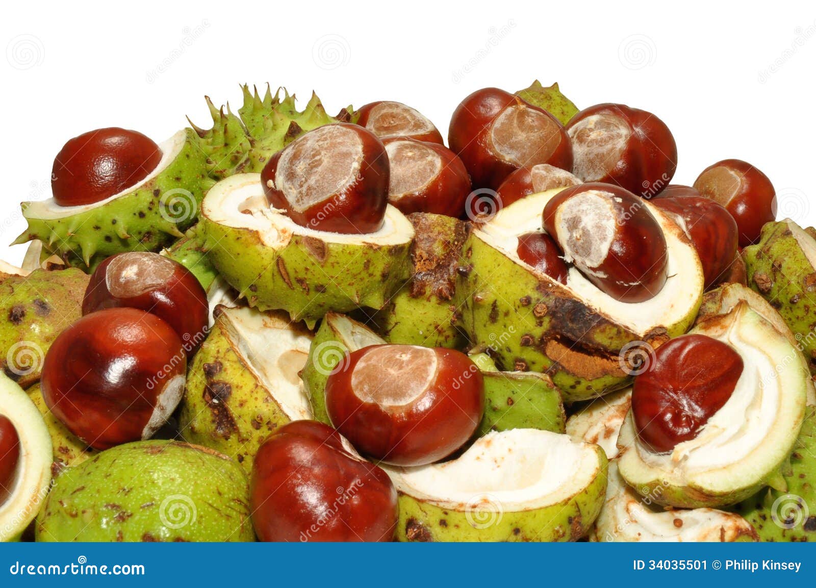 Conkers stock image. Image of fall, background, nuts - 34035501