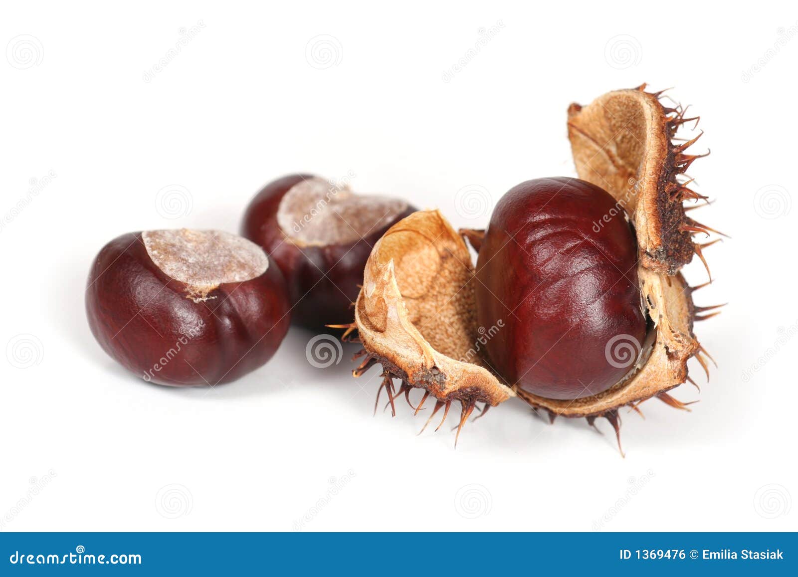 Conkers or horse chestnuts stock photo. Image of case - 1369476