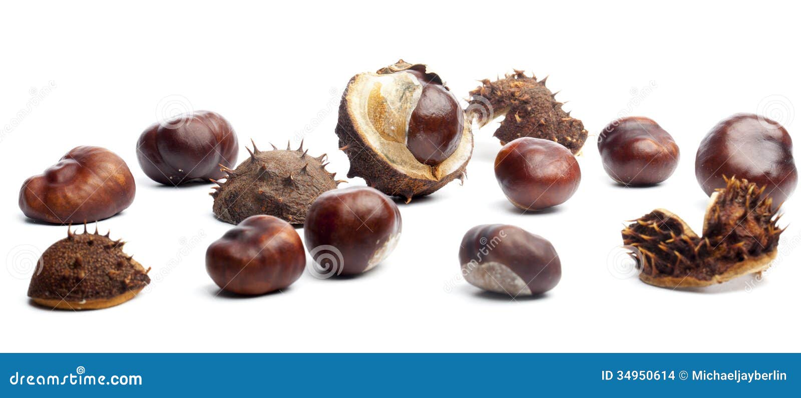 Conkers or Horse Chestnuts in Capsule Stock Photo - Image of brown ...