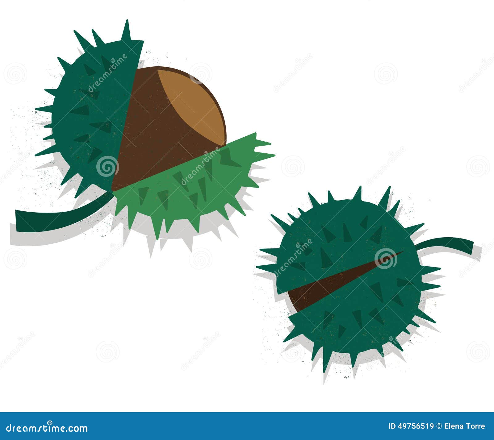 Conkers stock vector. Illustration of flora, nature, food - 49756519