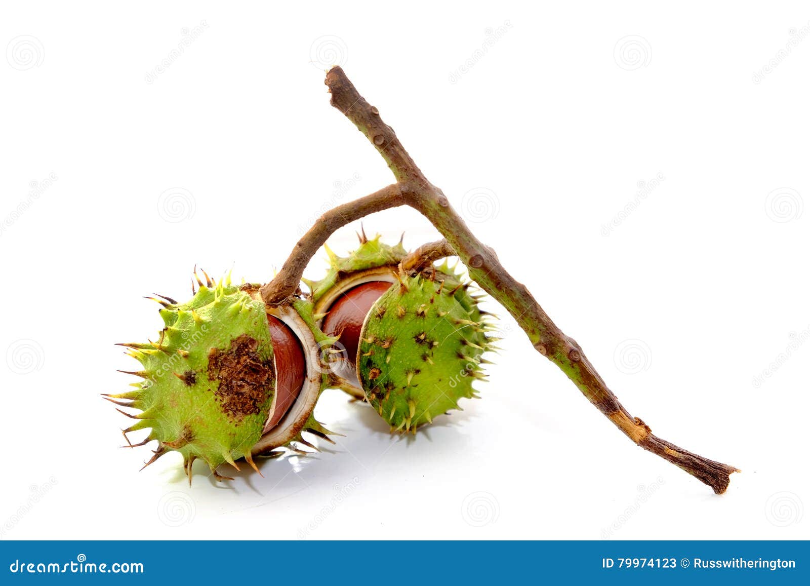 Conkers stock image. Image of conkers, woodland, tree - 79974123