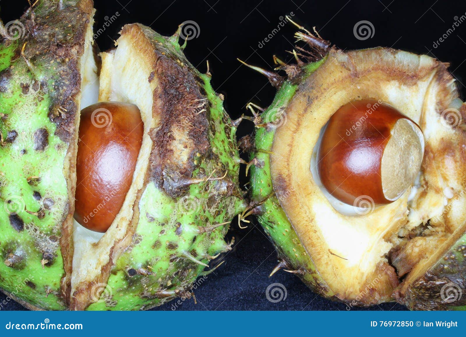Conkers, Split Open Reveiling Chestnuts Inside. Stock Photo - Image of ...