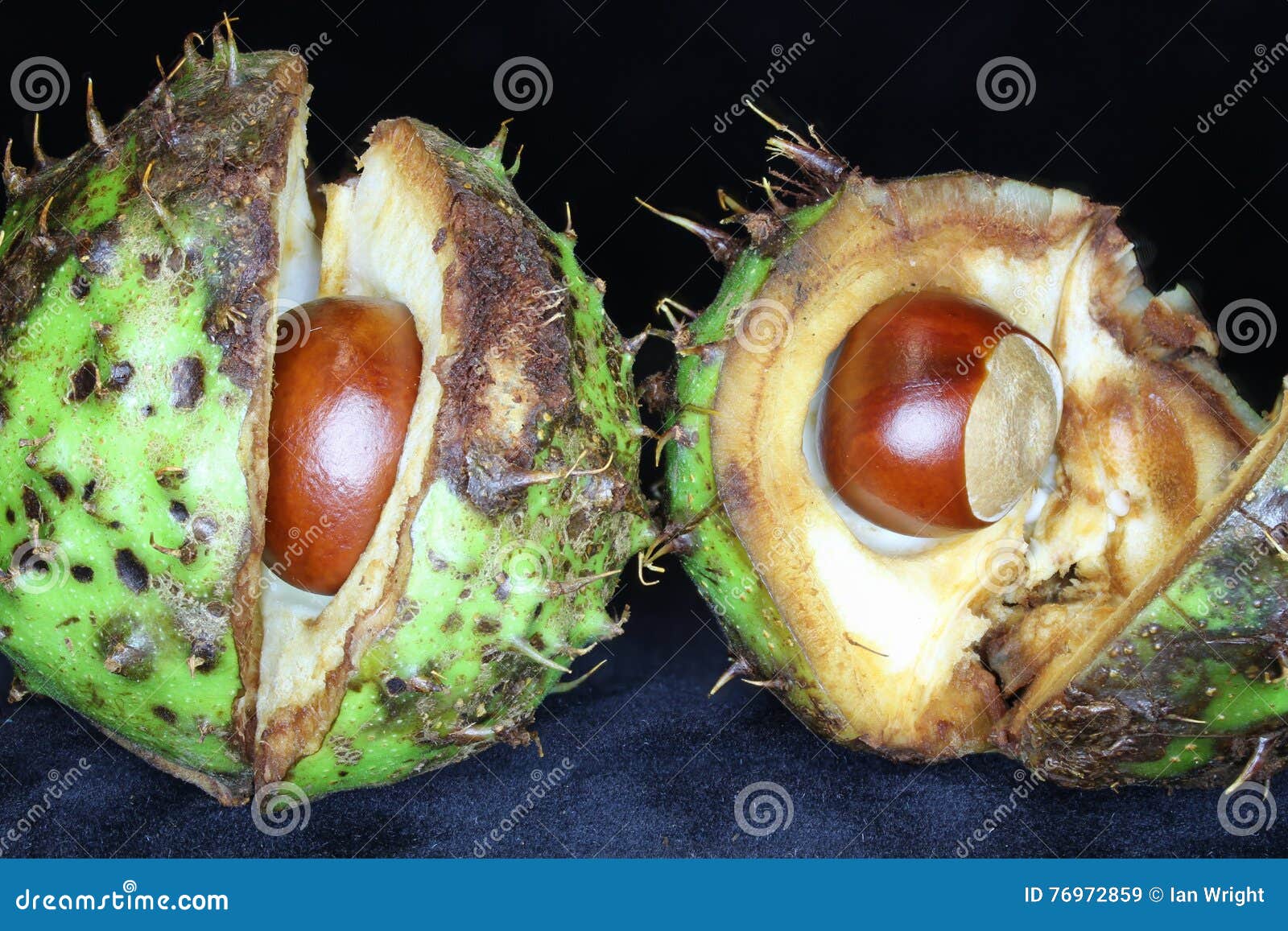 Conkers, Split Open Reveiling Chestnuts Inside. Stock Image - Image of ...