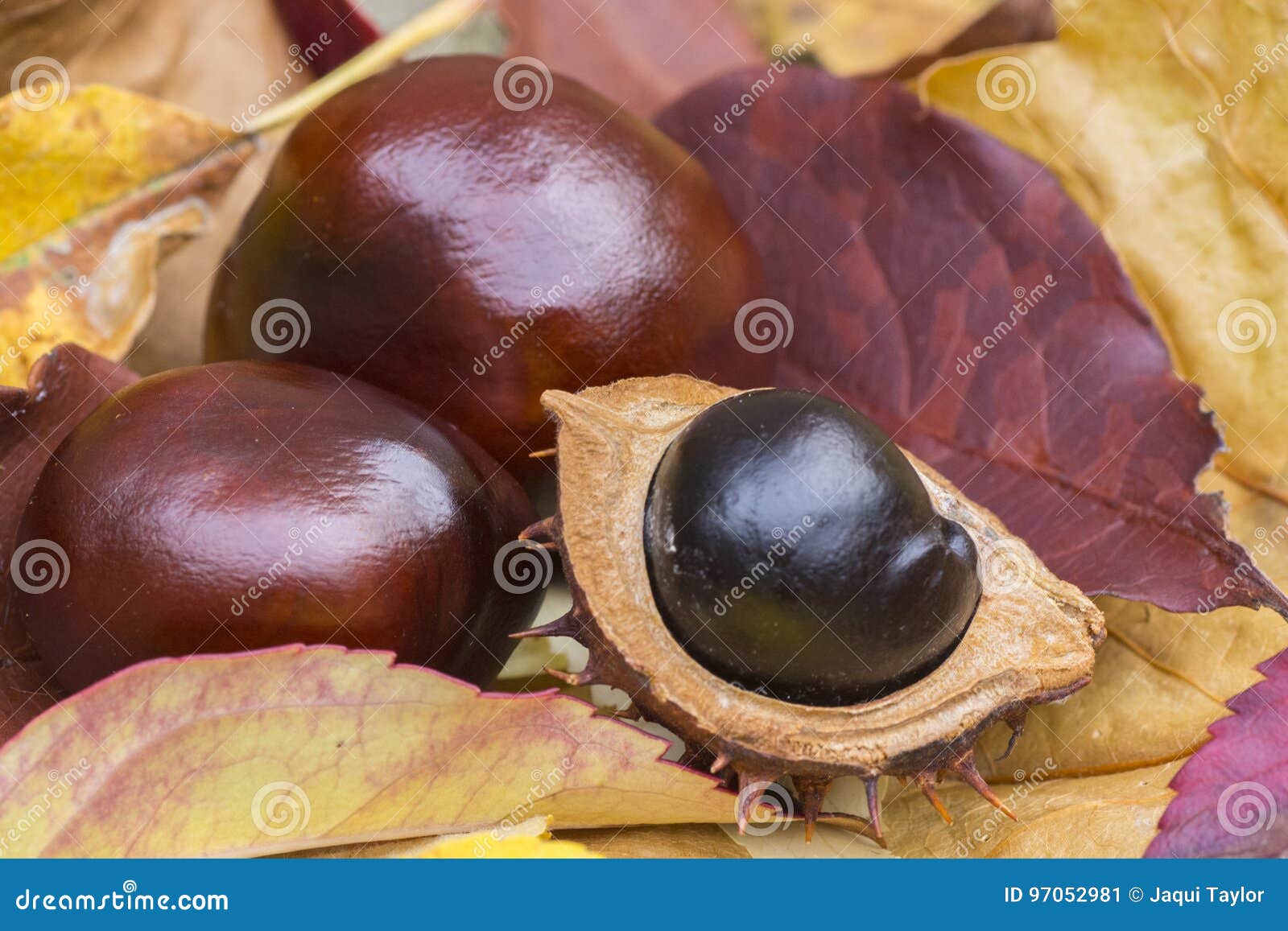 Conkers stock image. Image of brown, yellow, shiny, three - 97052981