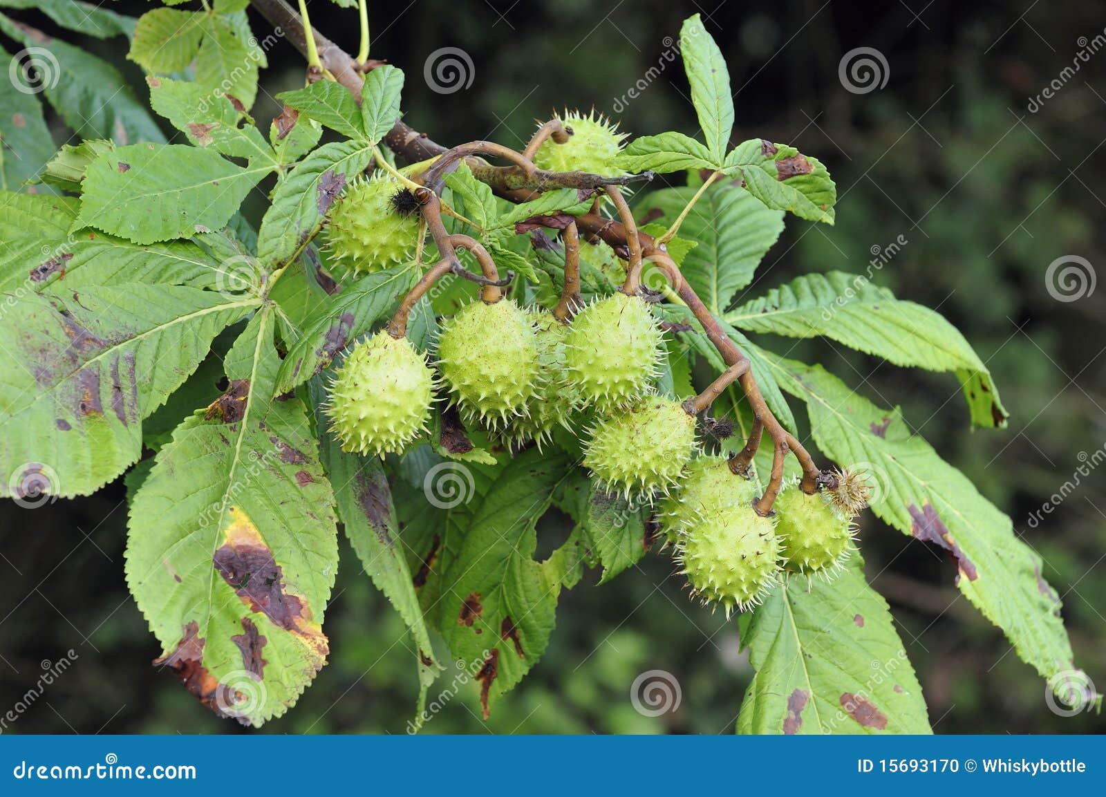 Conkers on Tree stock photo. Image of wild, chestnut - 15693170