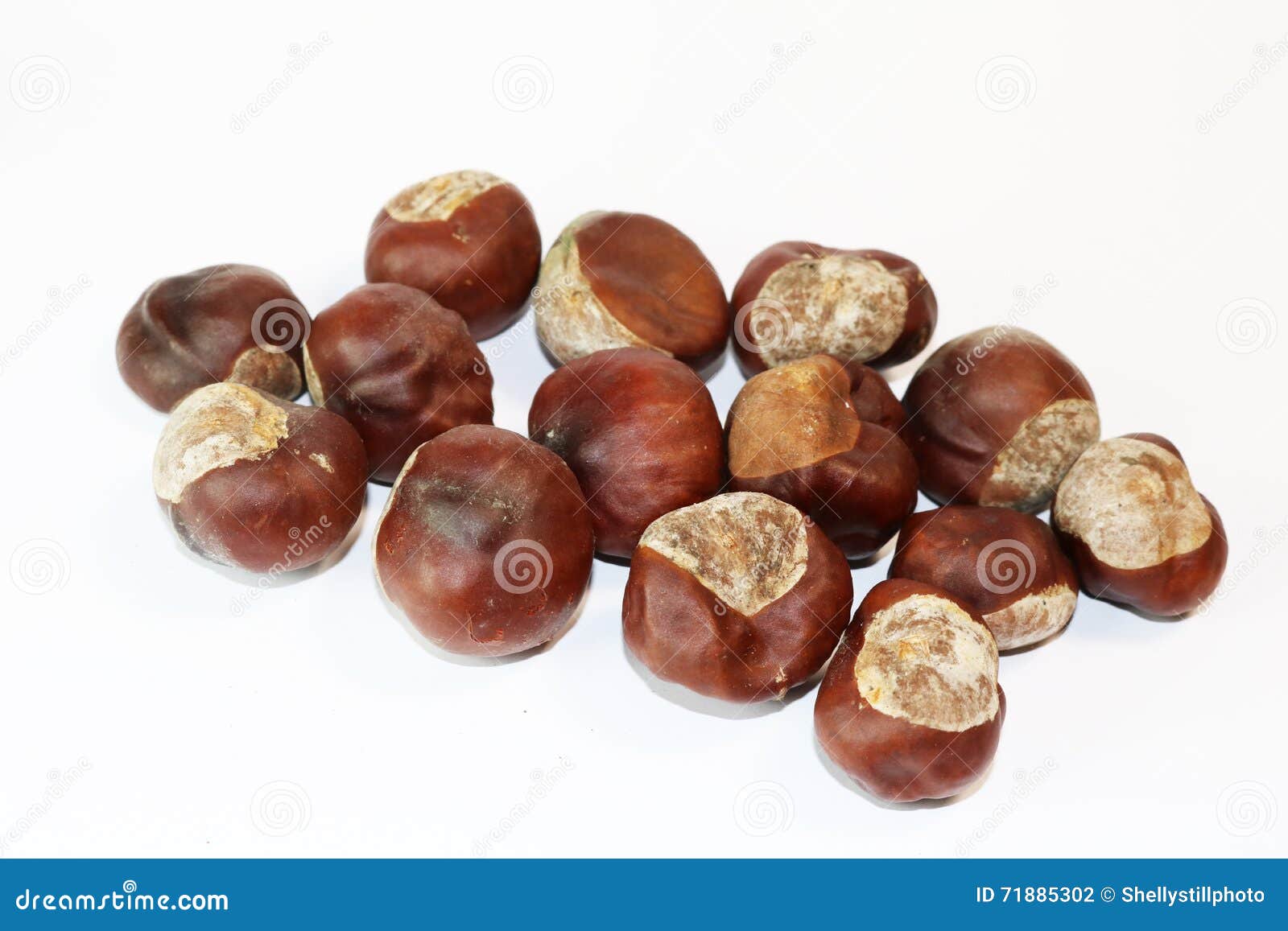 Conkers on White Background Stock Photo - Image of white, sized: 71885302