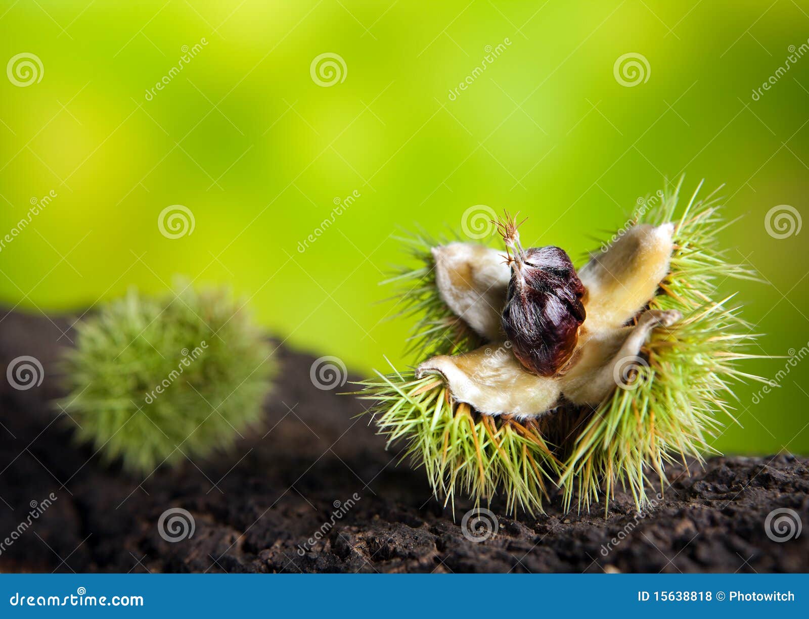 Conkers on wood stock photo. Image of macro, trunk, detail - 15638818