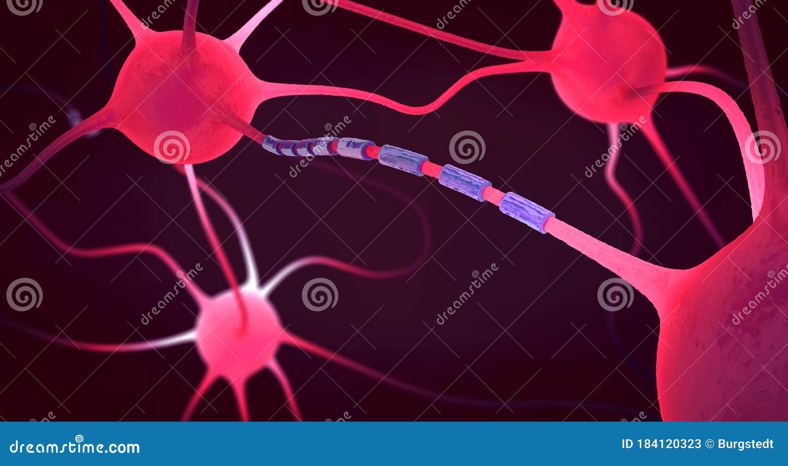 Connected Nerve Cells or Neurons Stock Illustration - Illustration of ...