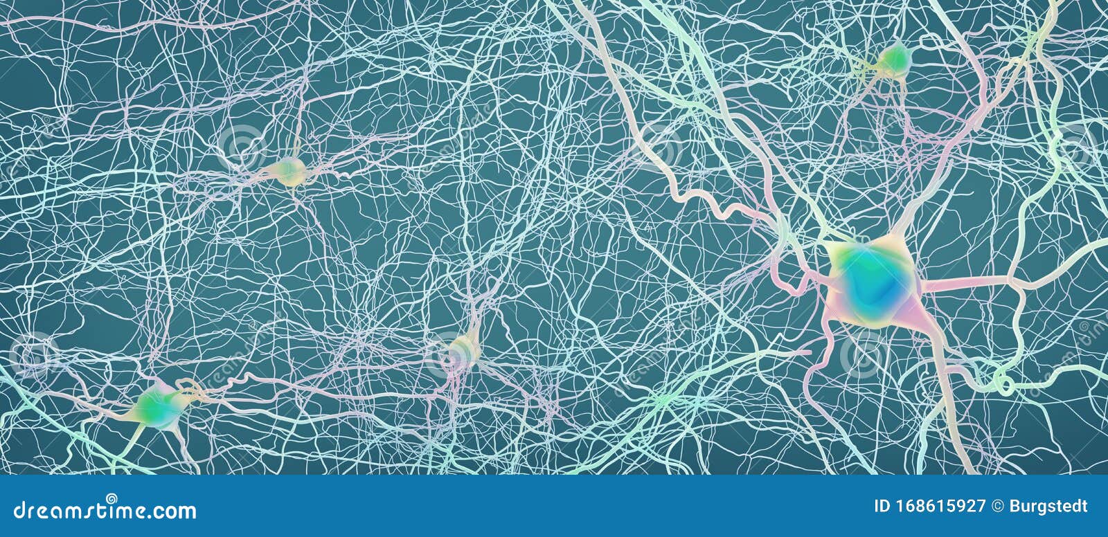 Connected Neurons or Nerve Cells Stock Illustration - Illustration of ...