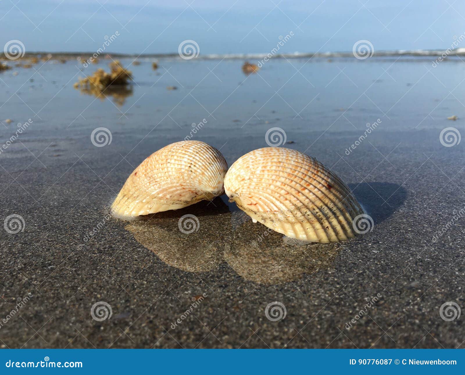 Connected shells stock image. Image of shells, wings - 90776087