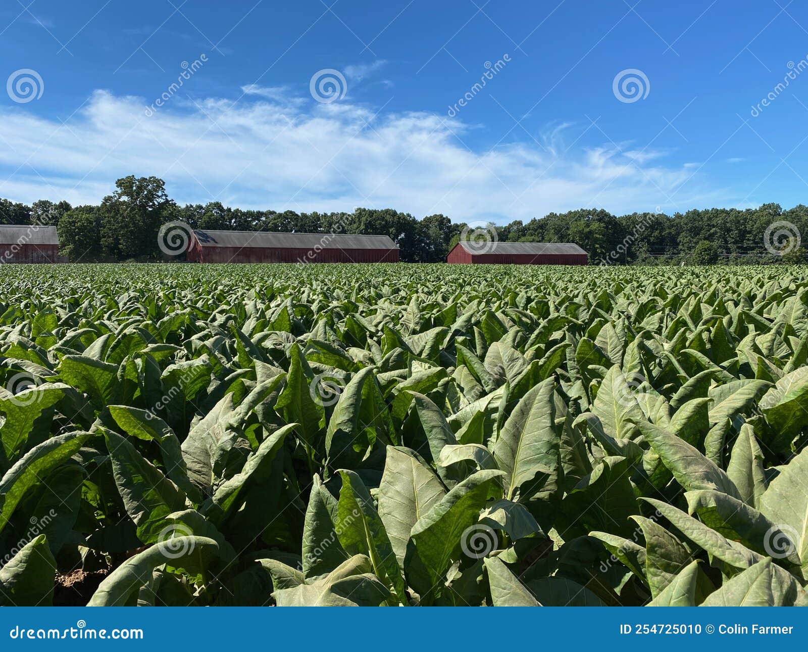 Connecticut Shade Wrap Field Stock Photo - Image of churchill, hung ...