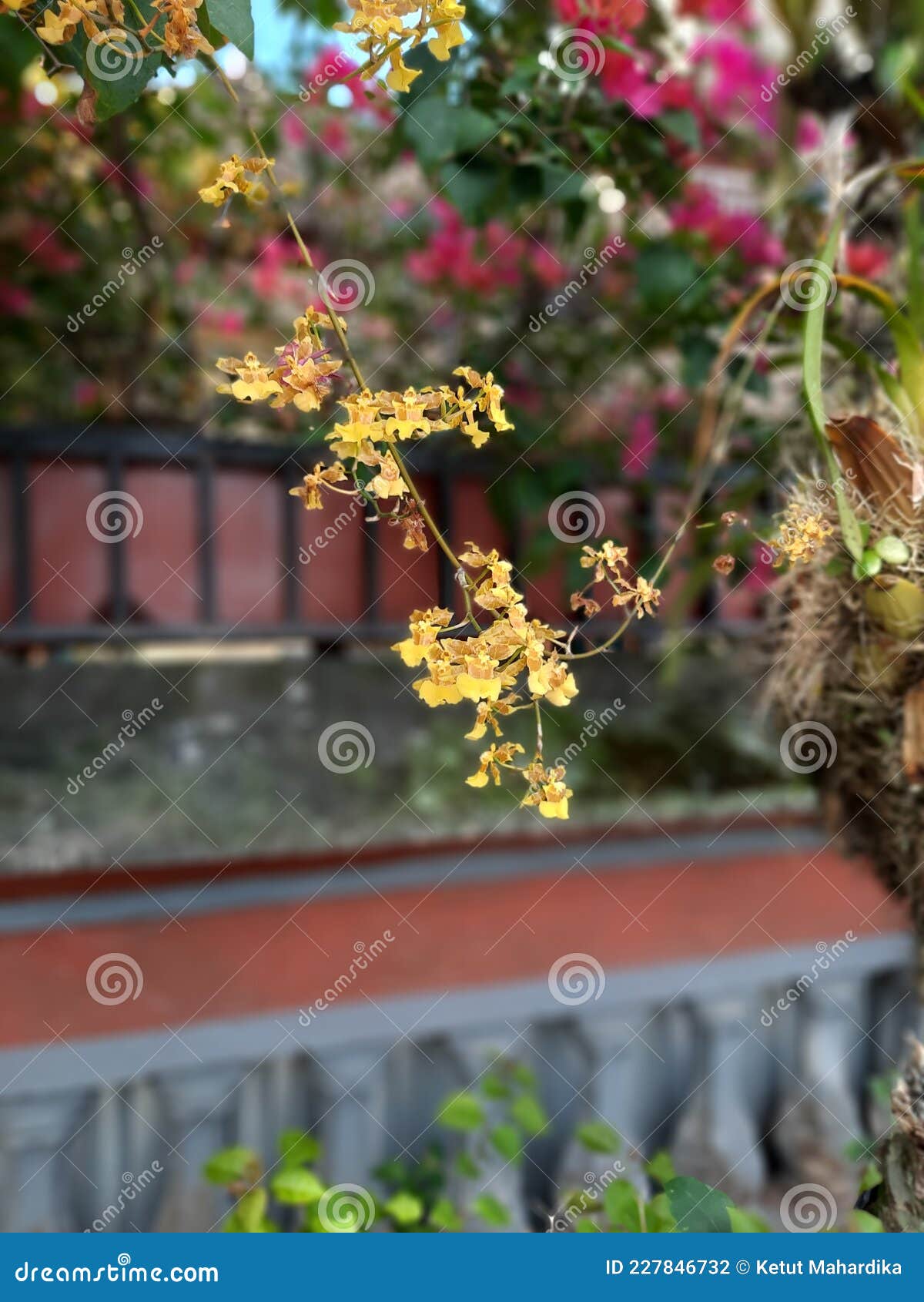 Connecting Branch. stock photo. Image of connected, yellow - 227846732