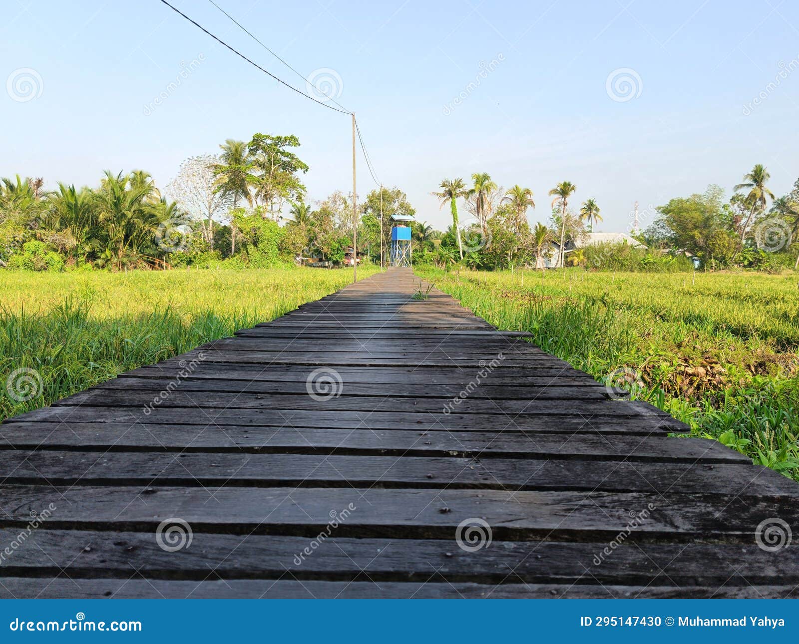 Connecting Bridge Over Rice Fields Stock Photo - Image of grass, green ...