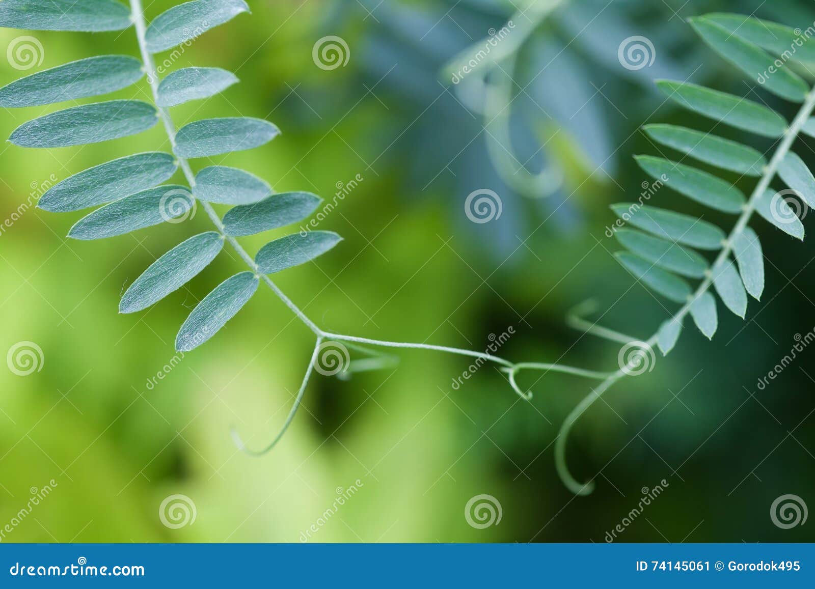 Connection Concept Image. Two Interconnected Plants with Green Leaves ...