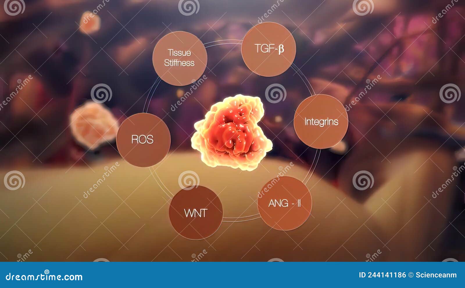 Connective Tissue Growth Factor Promotes the Proliferation and ...