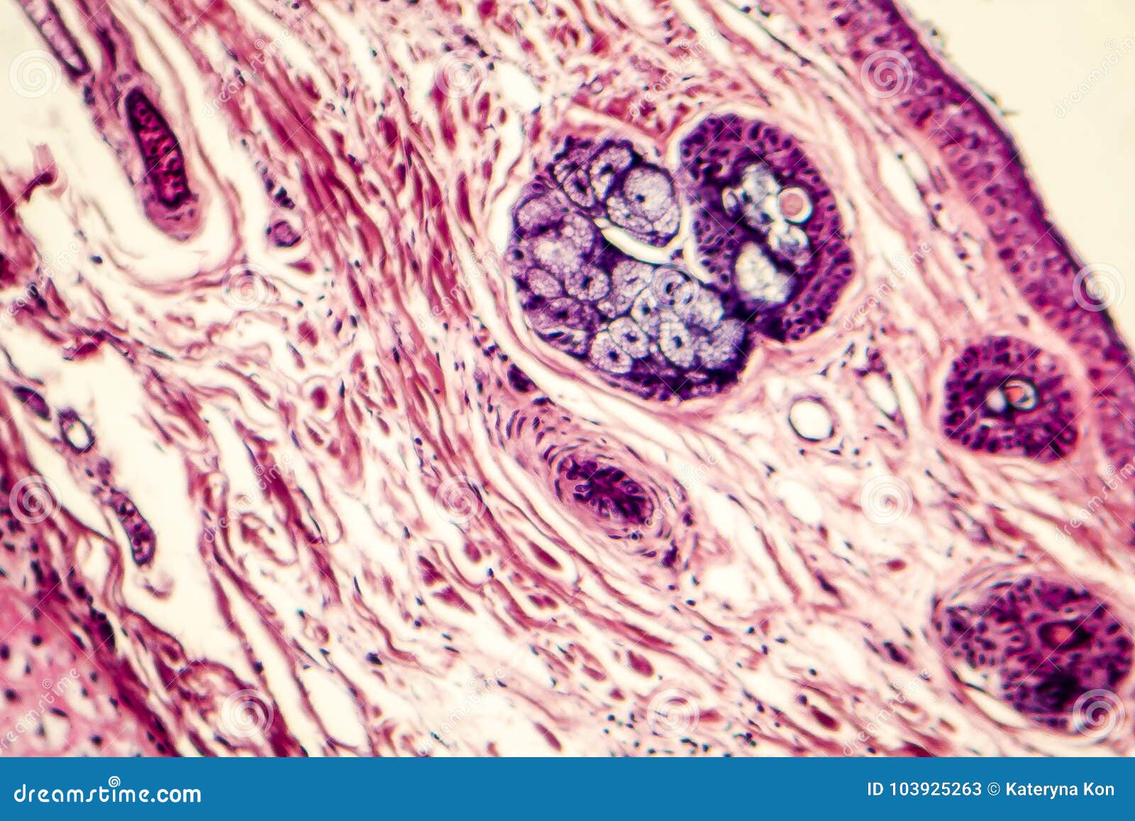 Connective Tissue, Light Micrograph Stock Image - Image of connective ...