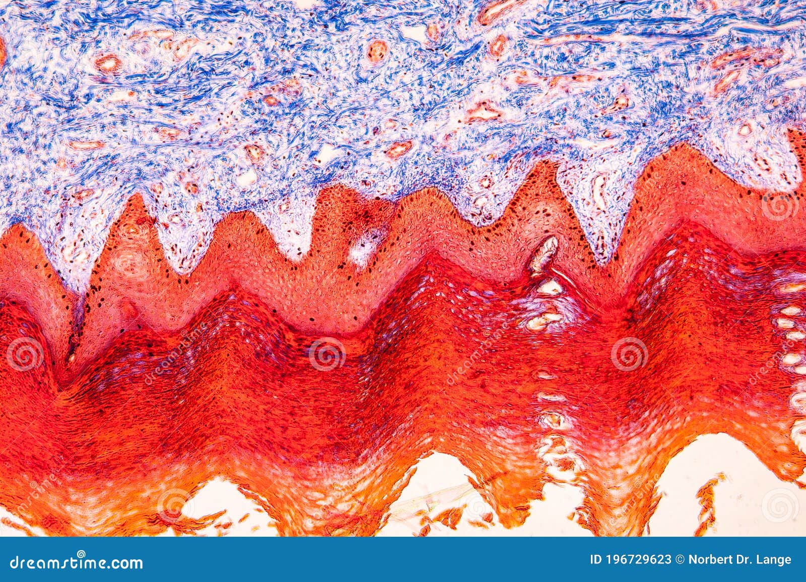 Connective Tissue Rich in Collagen Stock Image - Image of blue ...
