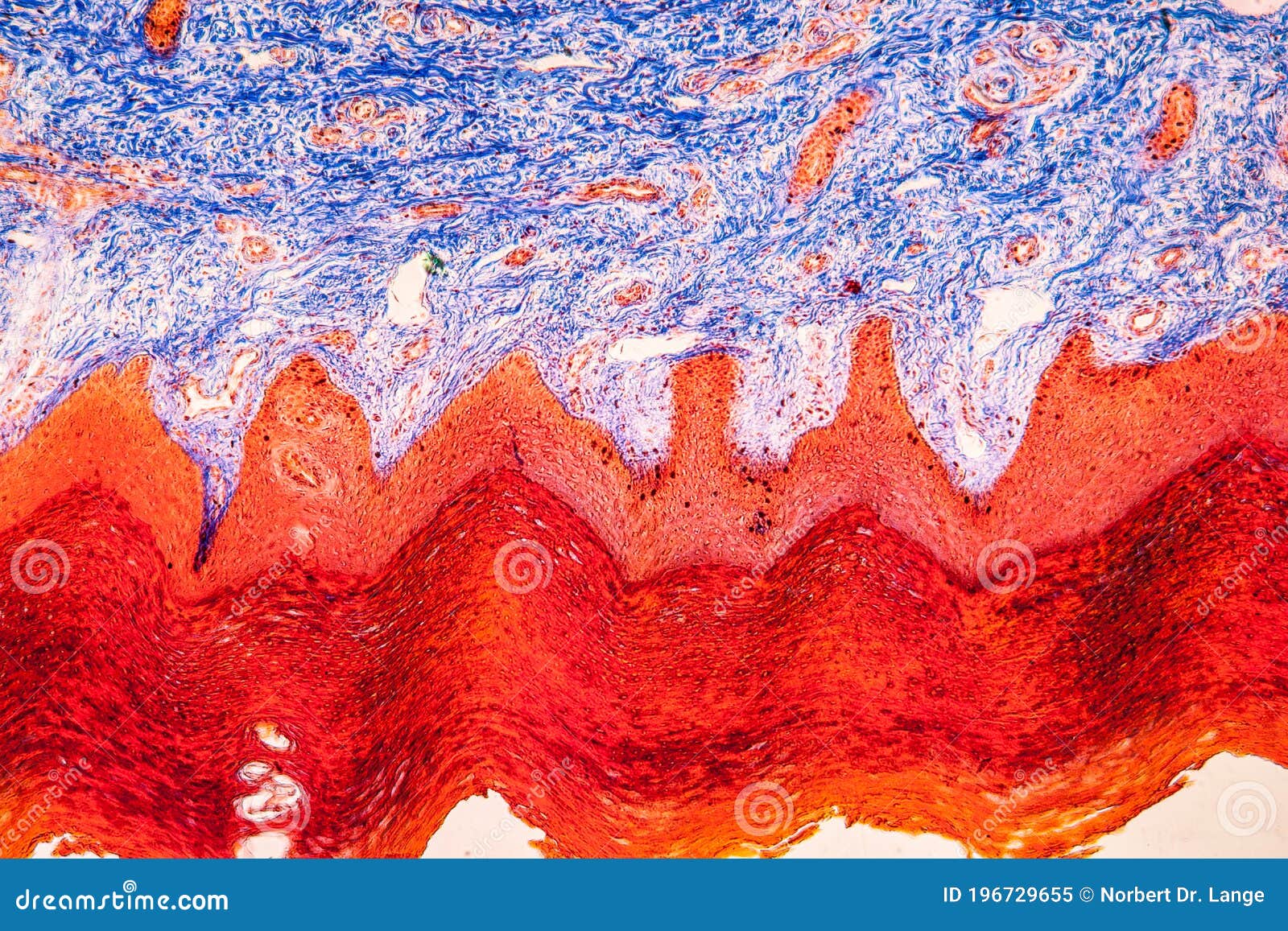 Connective Tissue Rich in Collagen Stock Image - Image of magnification ...