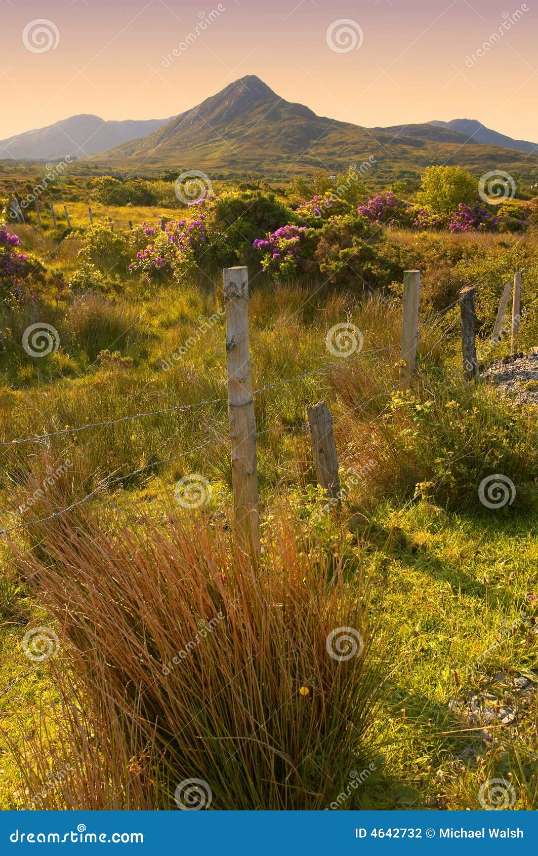 Connemara stock photo. Image of irish, wildflowers, nature - 4642732