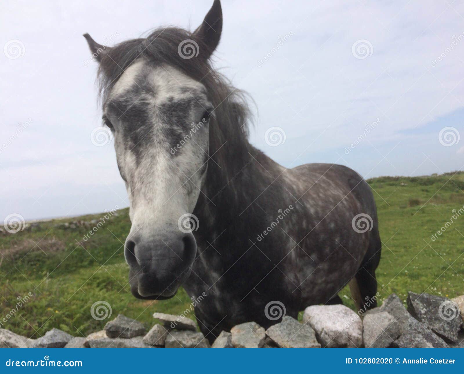 Connemara ponie stock photo. Image of equestrian, dapple - 102802020