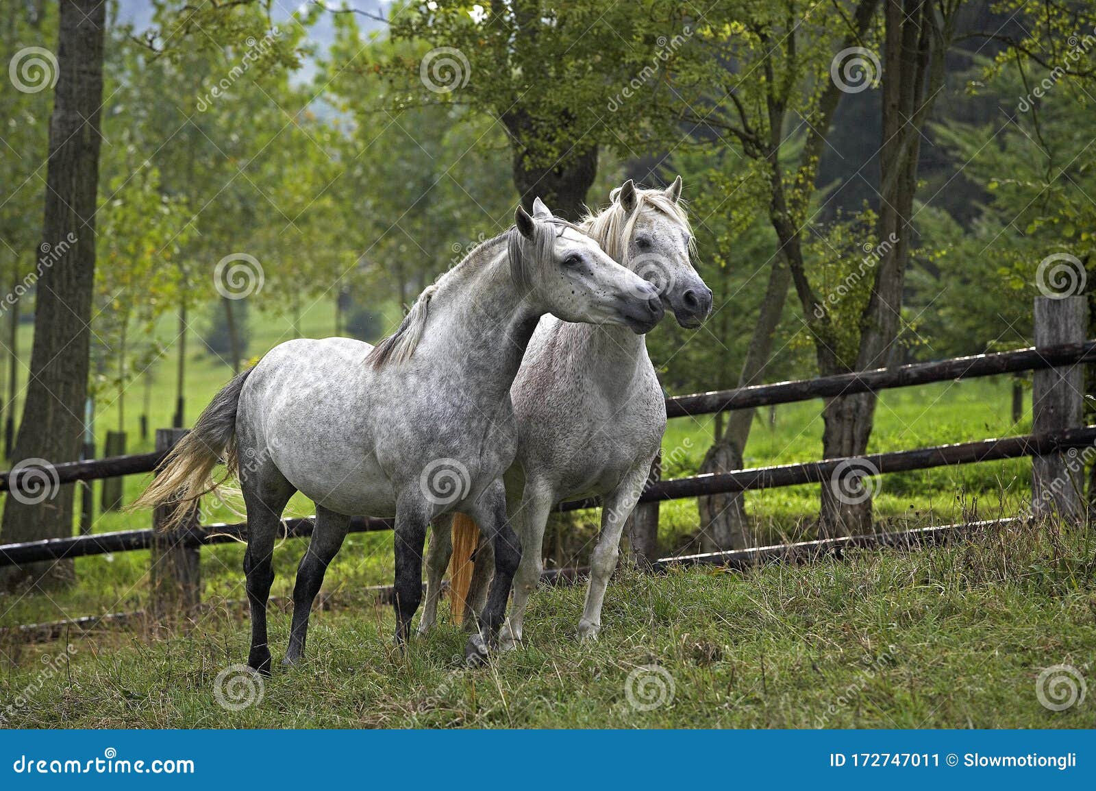 CHEVAL CONNEMARA stock image. Image of full, horses - 172747011