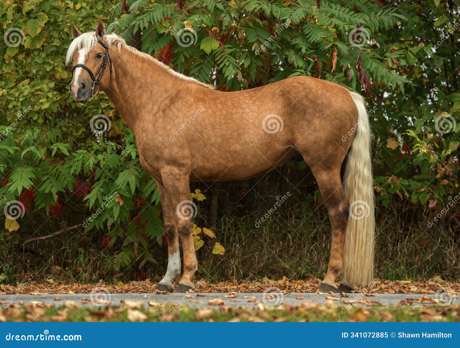 Conformation Shot Of Curly Horse Stallion Standing Side View Of Full ...