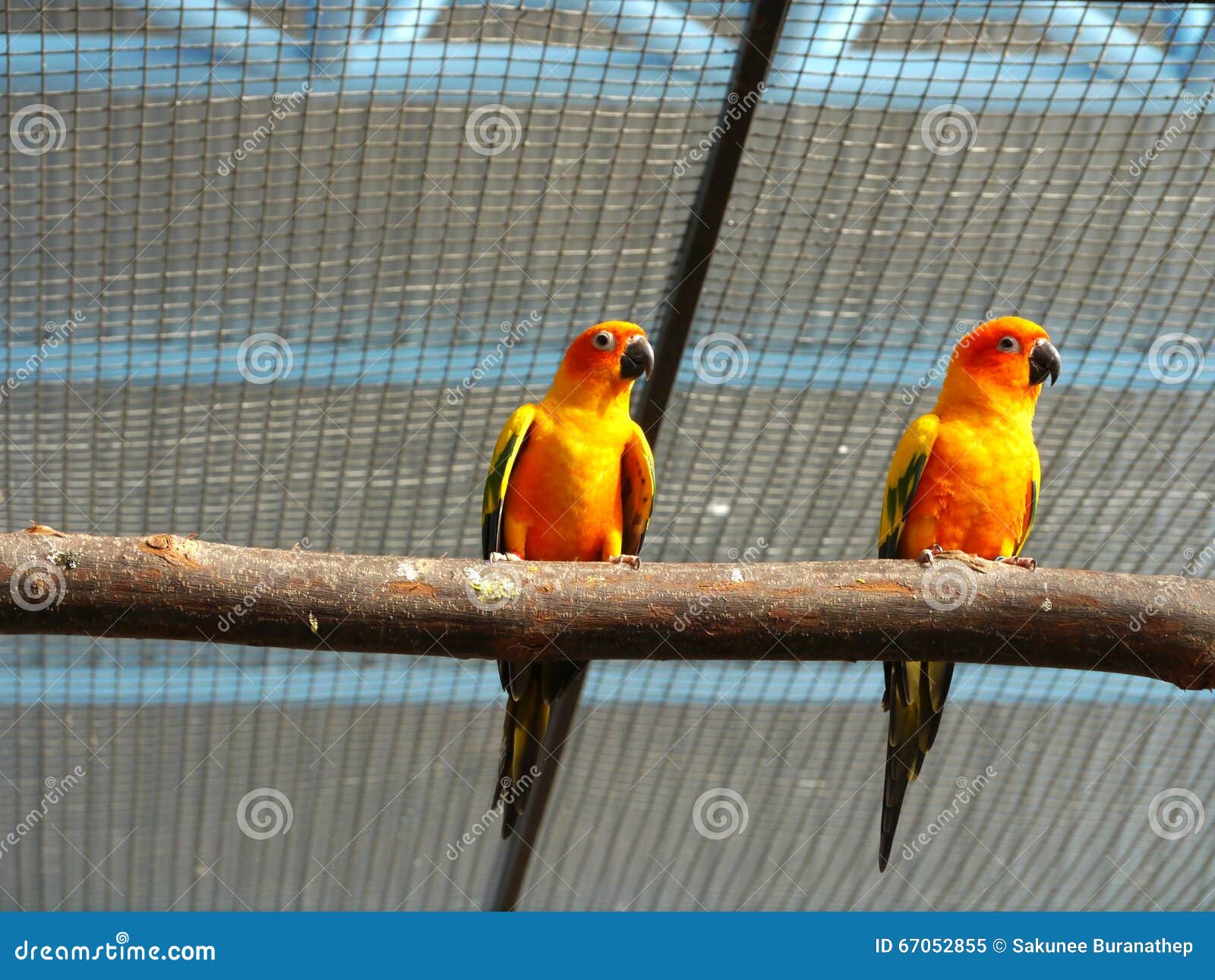 Connure stock image. Image of outdoors, parrot, orange - 67052855